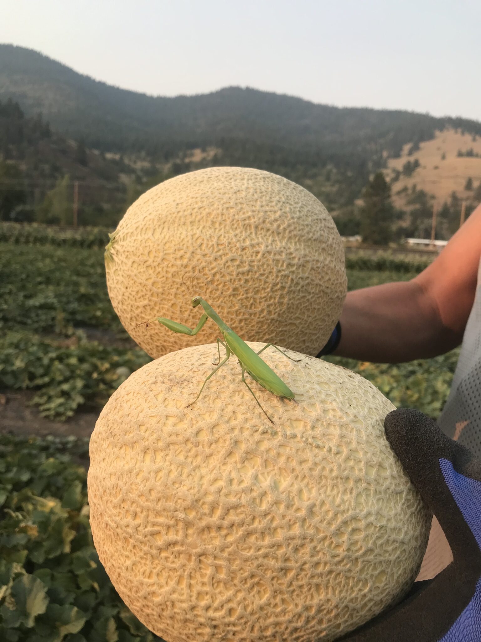 Dixon Melons Variety – Dixon Melons